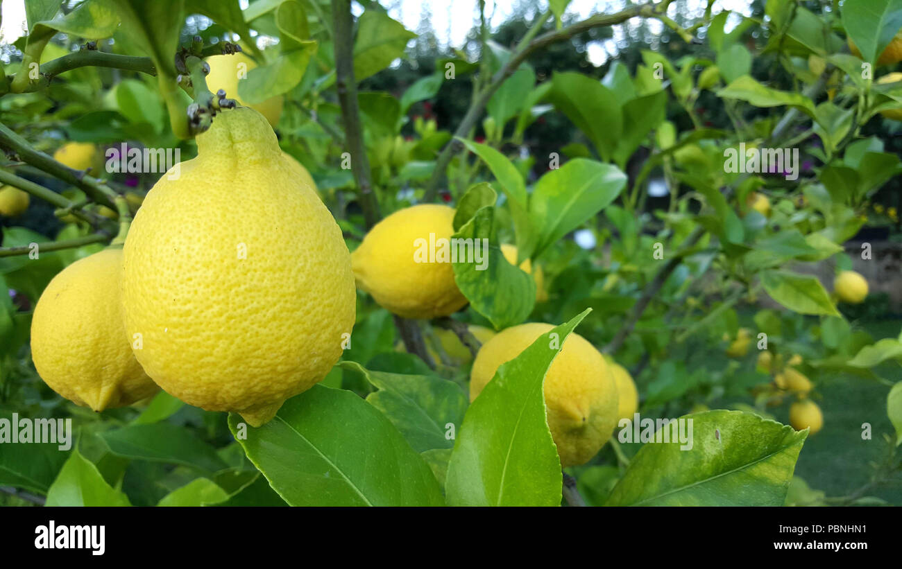 Lemon growing in grove hi-res stock photography and images - Alamy