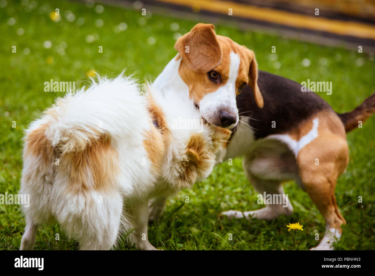 Exited dogs hi-res stock photography and images - Alamy