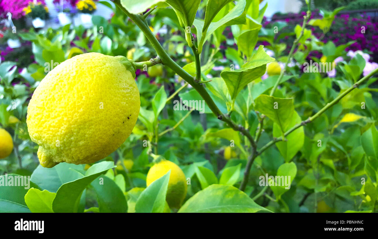 Lemon growing in grove hi-res stock photography and images - Alamy