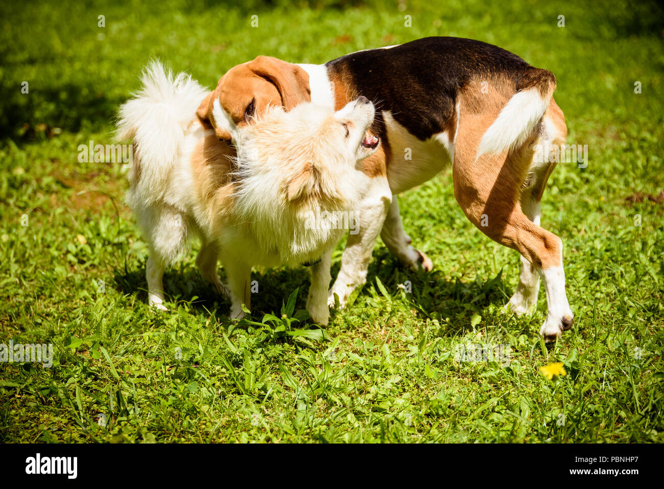 Beagle dog and spitz klein small running and playing together in garden ...