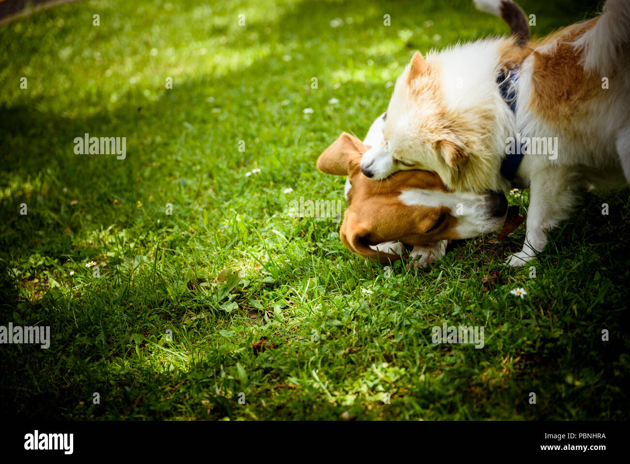 Exited dogs hi-res stock photography and images - Alamy