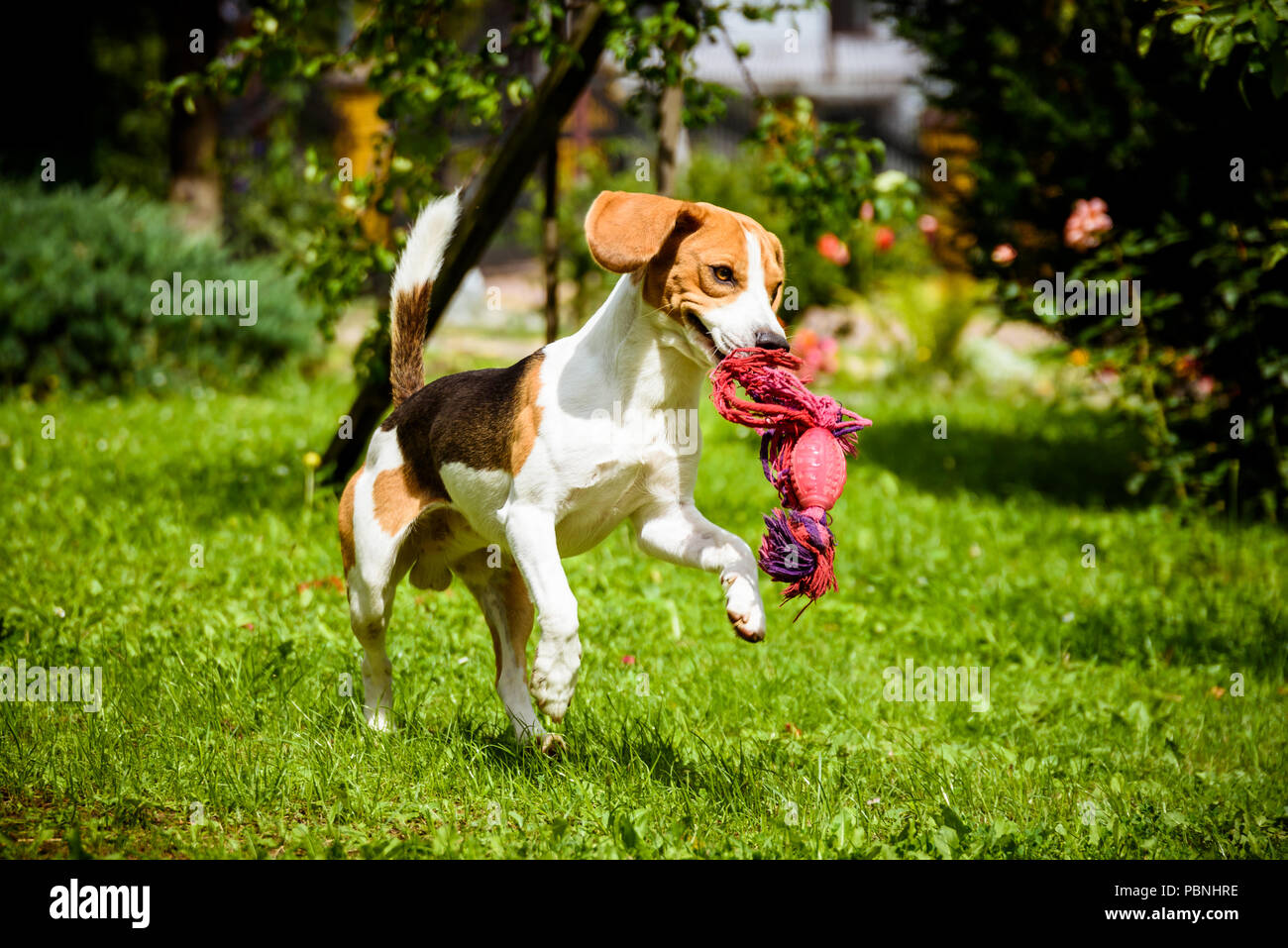 Beagle dog and spitz klein small running and playing together in garden ...