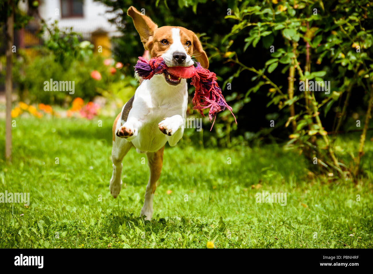 Two dogs running garden hi-res stock photography and images - Alamy