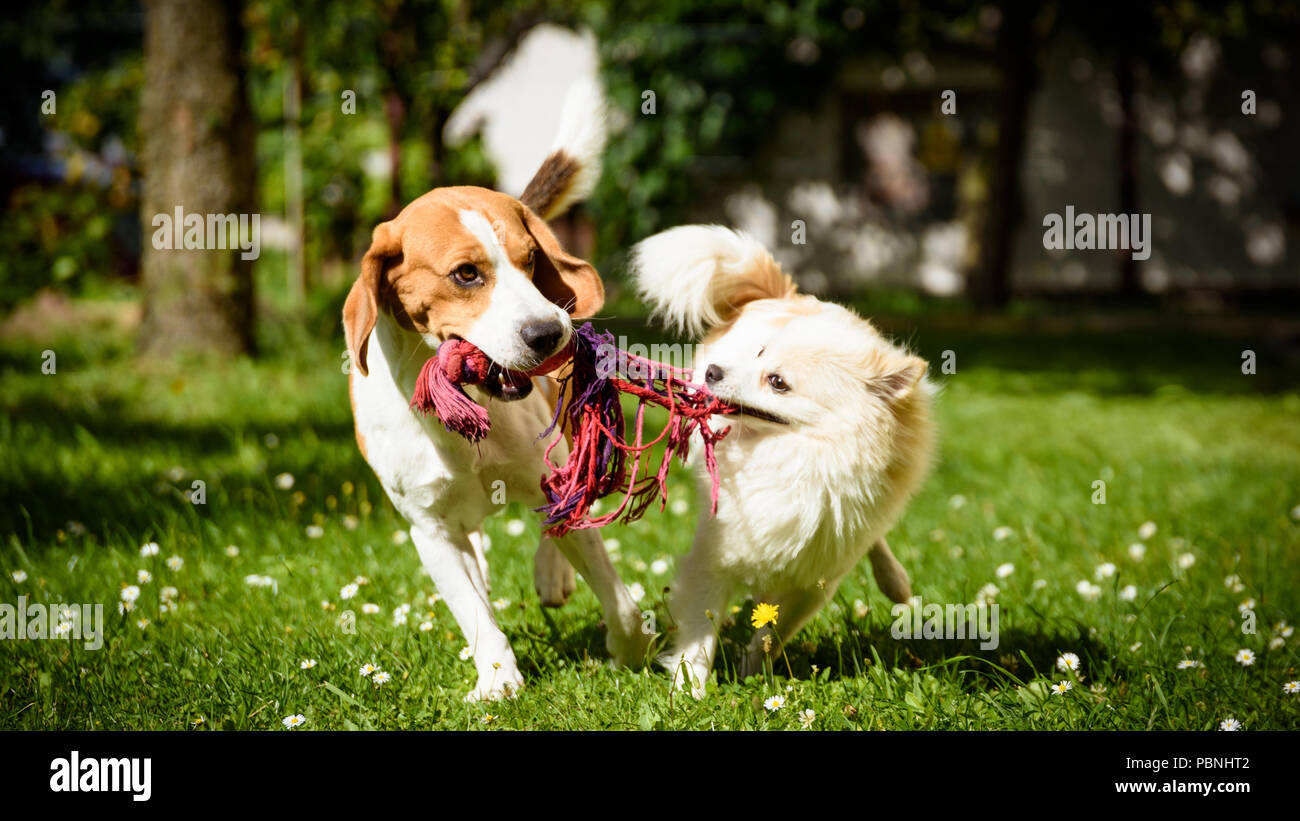 Beagle dog and spitz klein small running and playing together in garden ...