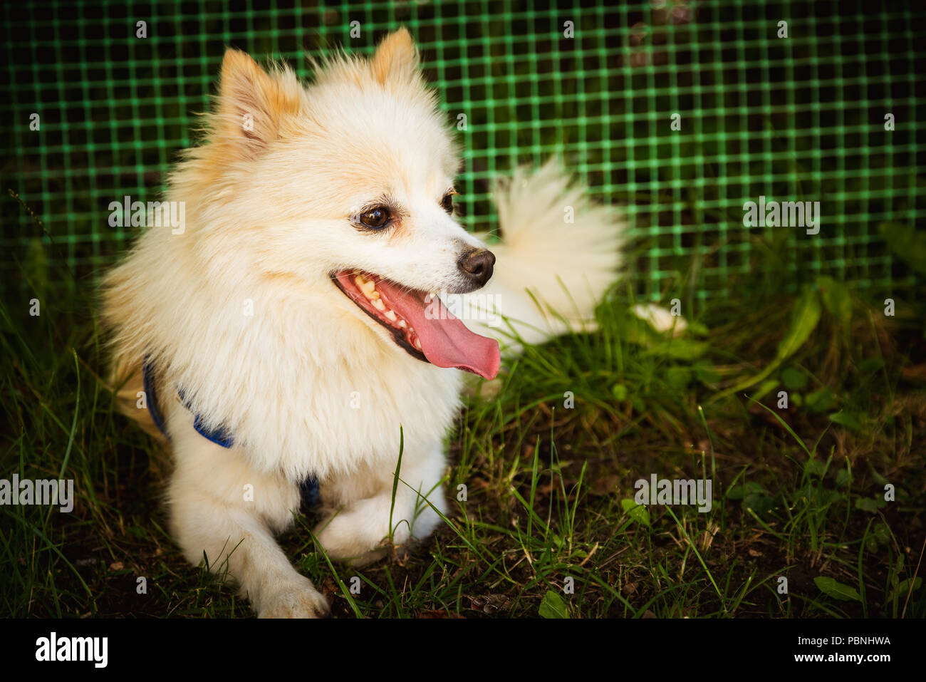 Dog spitz klein small lies under tree in garden with tongue out Stock ...