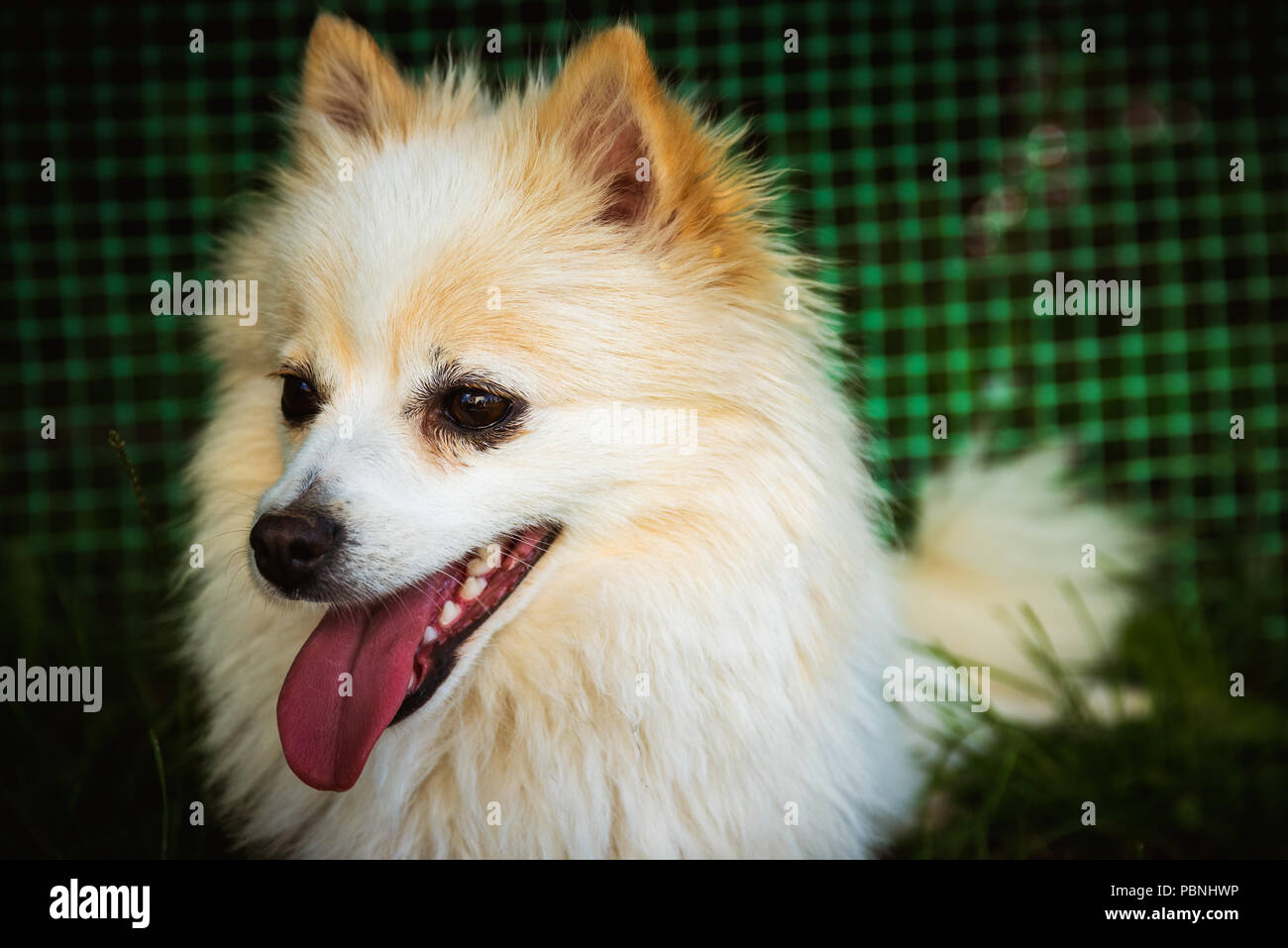 Dog spitz klein small lies under tree in garden with tongue out Stock ...