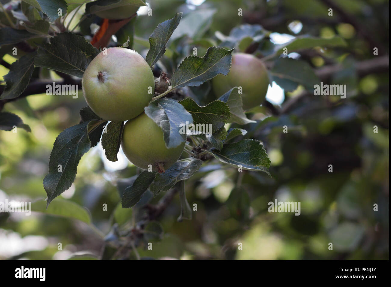 Crab tree row hi-res stock photography and images - Alamy