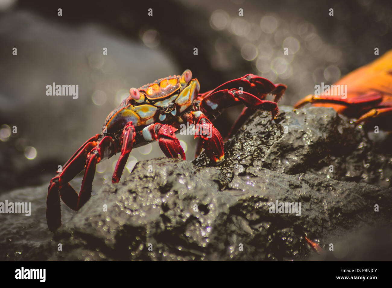 Red crab on the volcanic rocks of Galapagos islands Stock Photo - Alamy