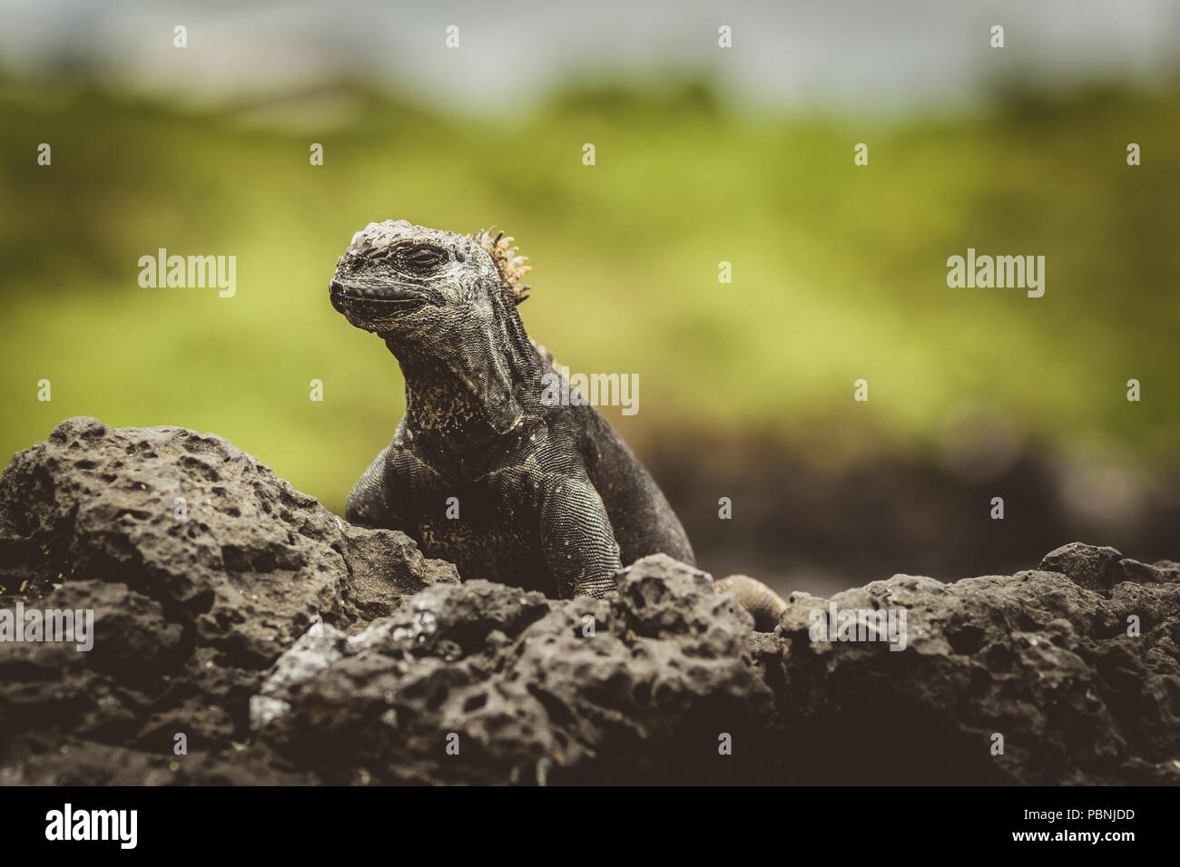 Smiling cute marine iguana in the Galapagos islands Stock Photo - Alamy