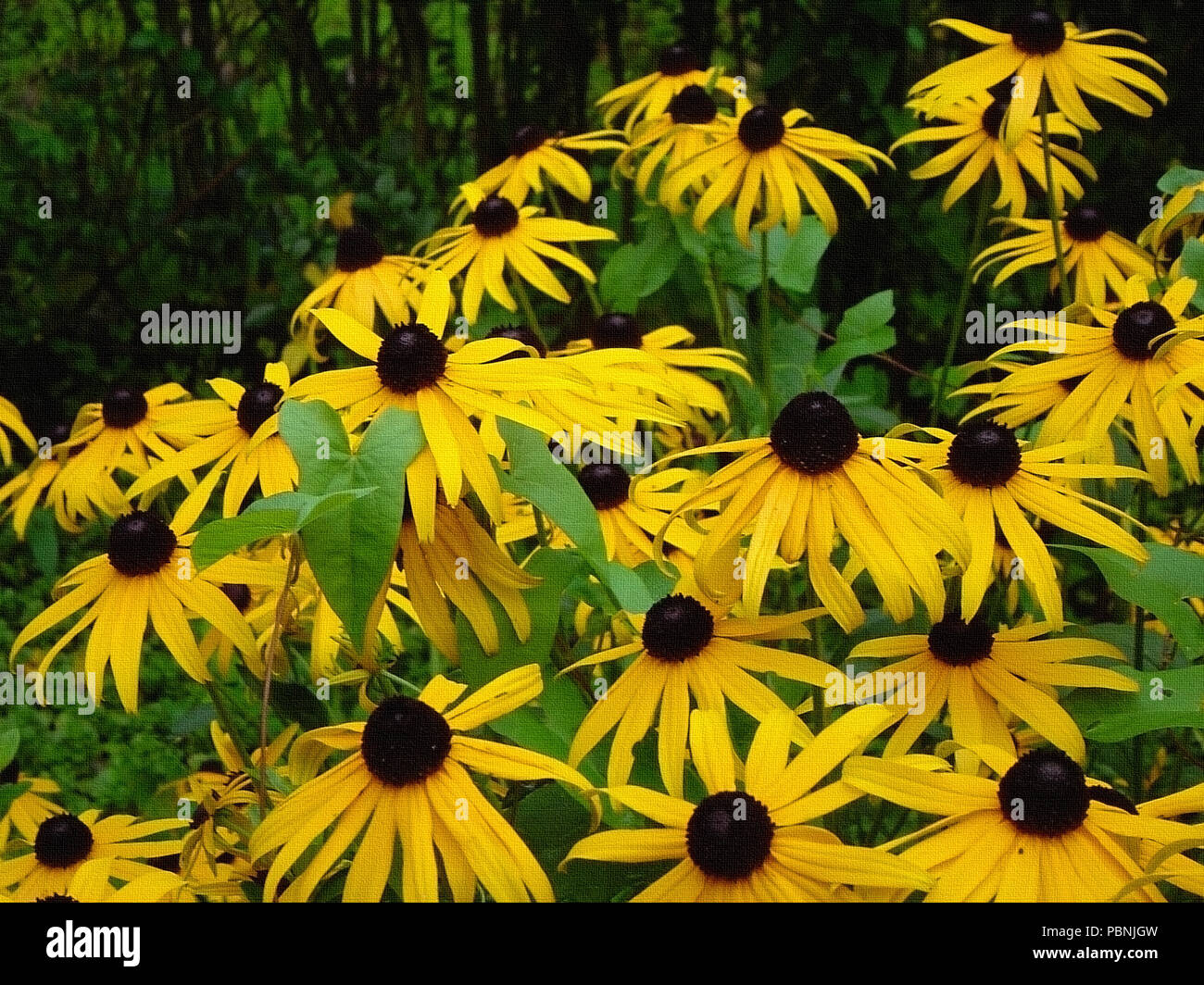 Bright yellow rudbeckia or Black Eyed Susan flowers Stock Photo - Alamy