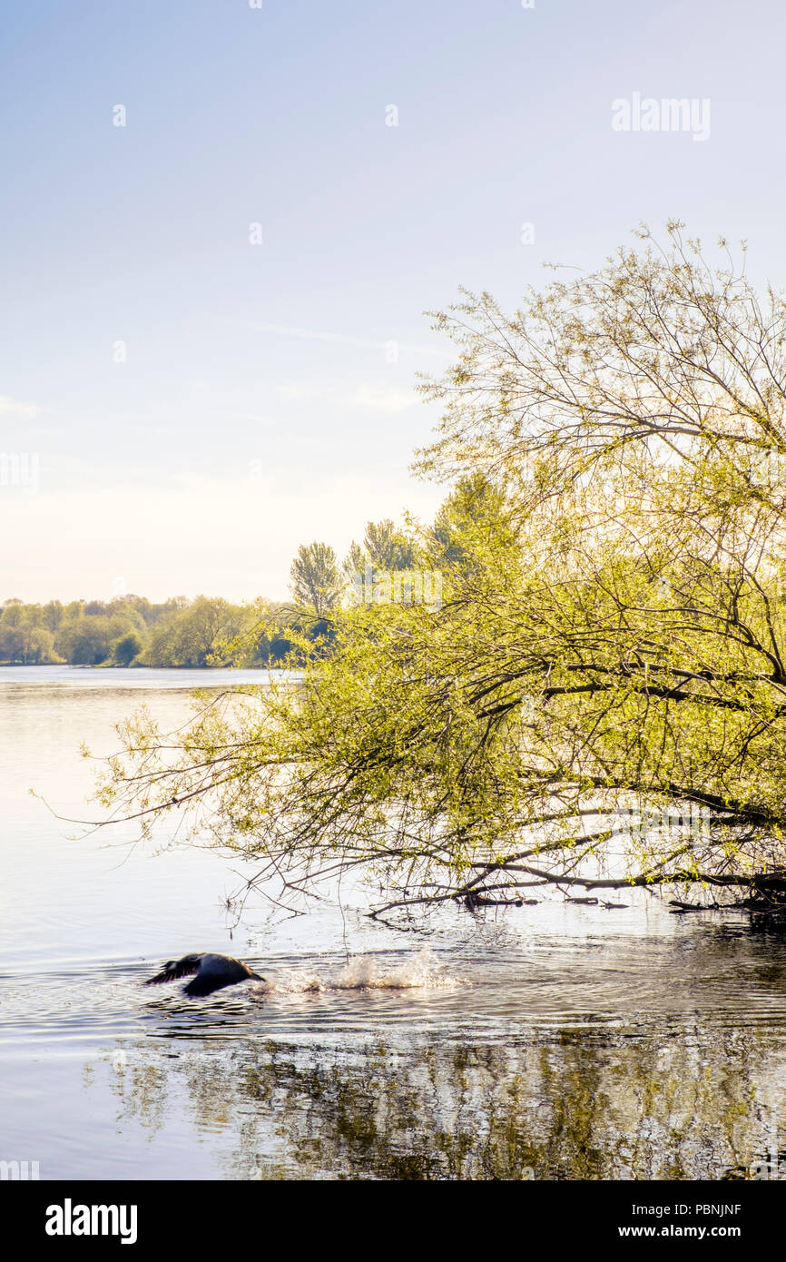 Flying from tree to tree hi-res stock photography and images - Alamy