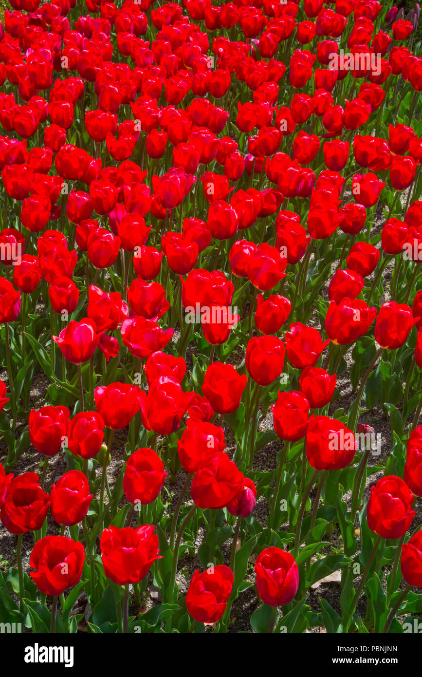 Red tulip flowers Stock Photo - Alamy