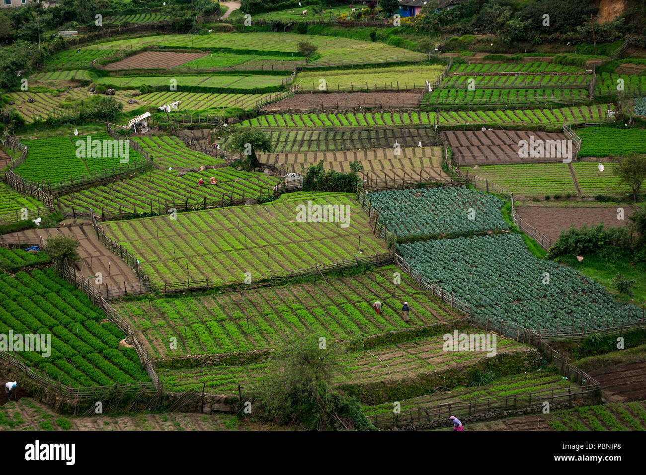 paddy field - pattern - texture - yellapatty farm land - munnar ...