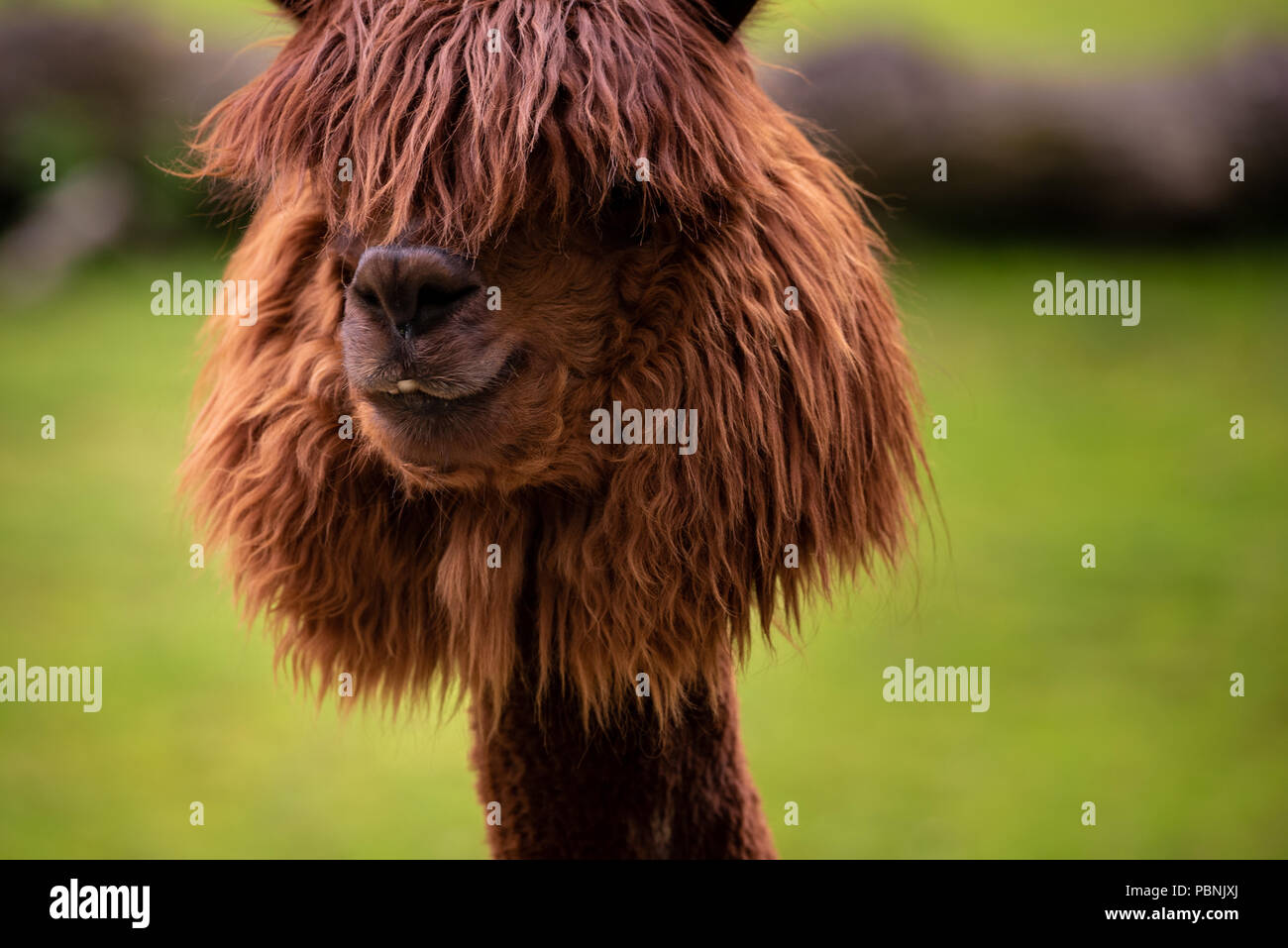 Furry brown lama in zoo Austria Steiermark Herberstein Styria tourist ...