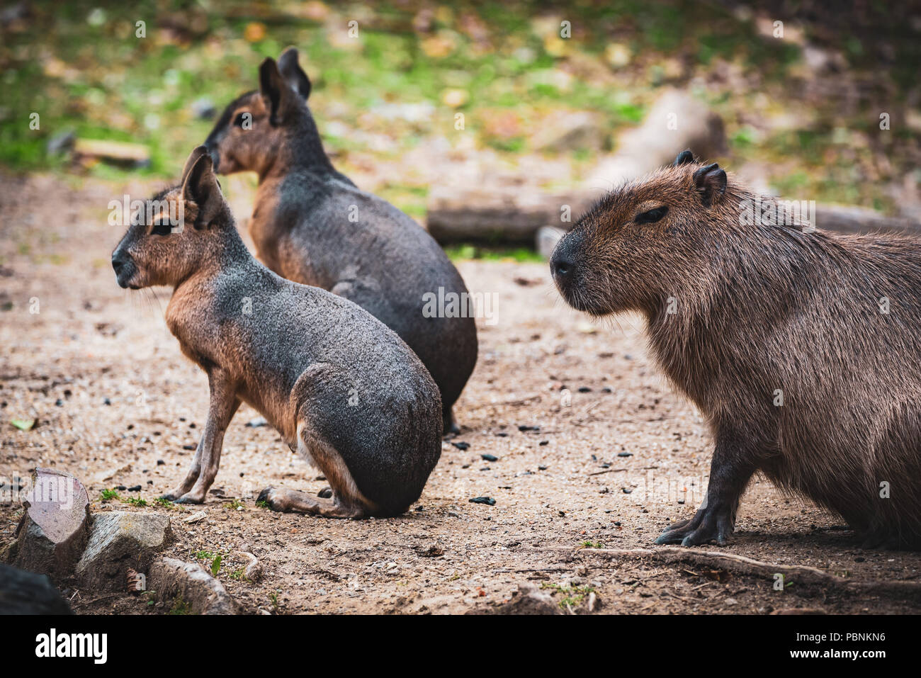 Stubenberg am See, Styria - Austria 07.08.2018: Capybara animals in ...