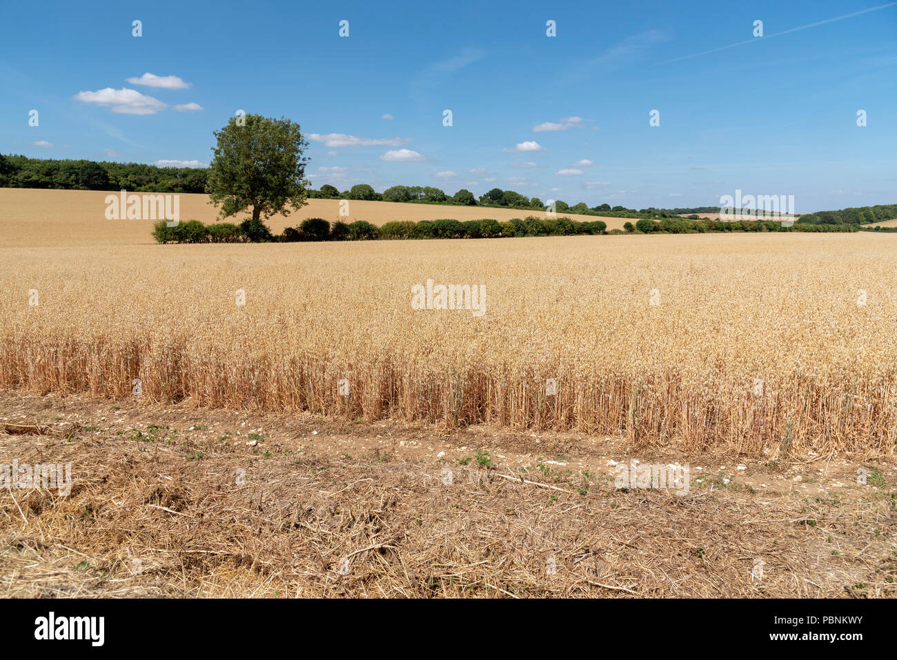 Barley tree hi-res stock photography and images - Alamy
