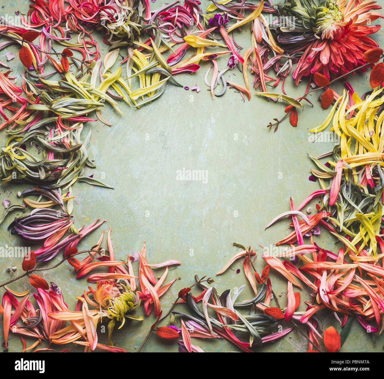 Colorful petals frame, top view. Floral layout Stock Photo - Alamy