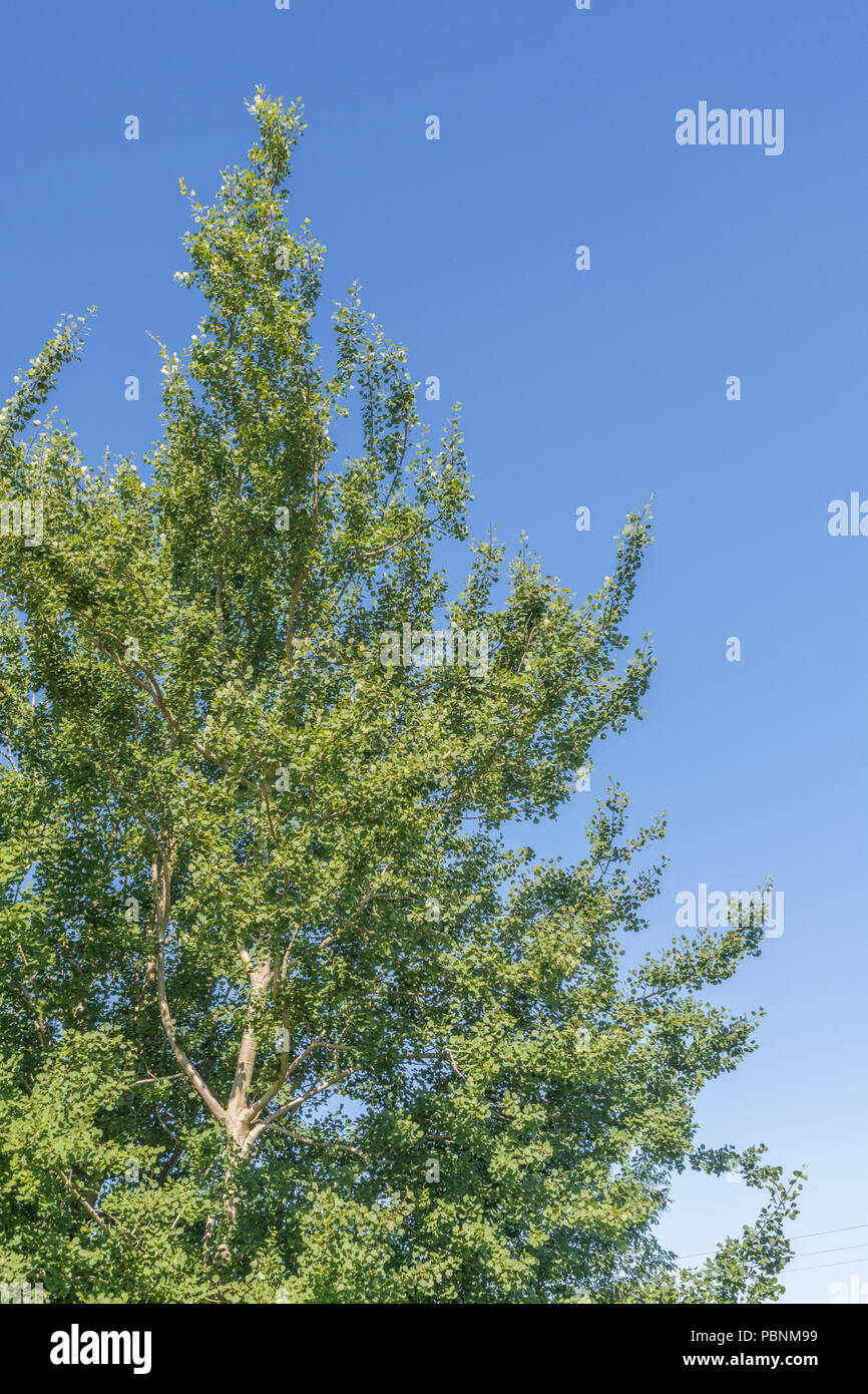 Populus tremula alamo temblon hi-res stock photography and images - Alamy