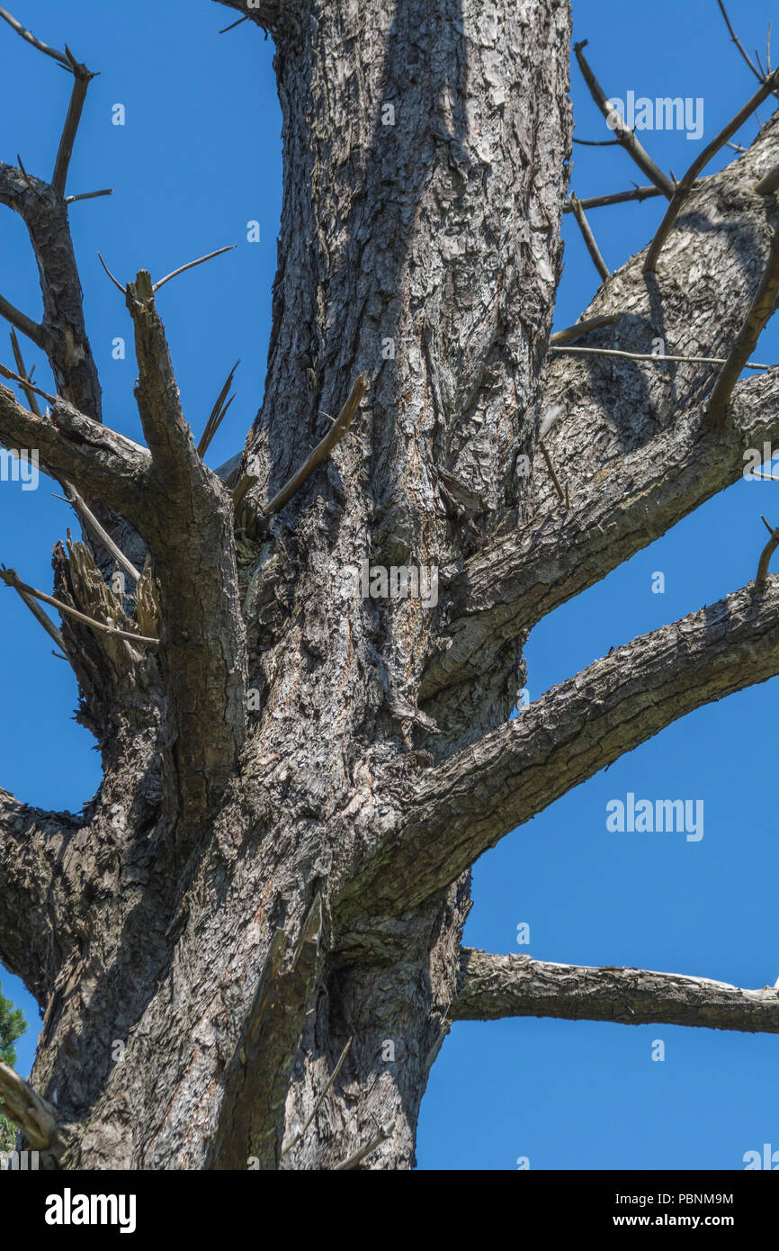 Monterey Pine / Pinus radiata - tree trunk of dead specimen. In ...