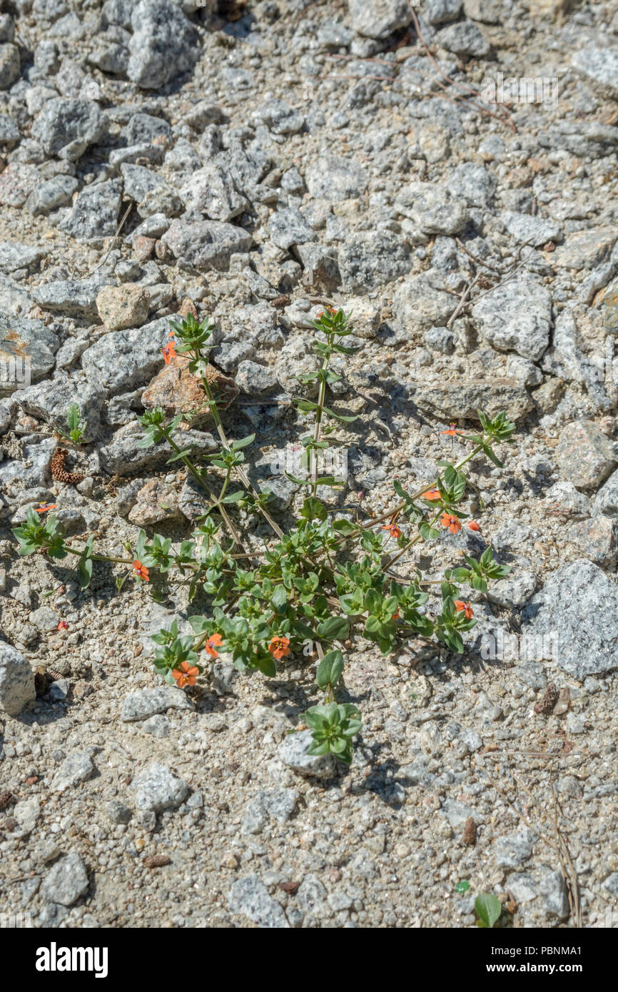 Scarlet Pimpernel / Anagallis arvensis growing on granite gravel / s ...