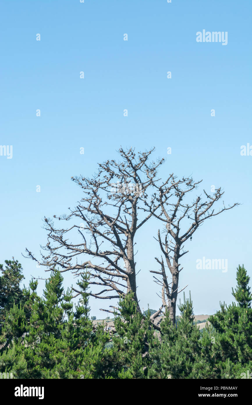 Skeleton of dead Monterey Pine / Pinus radiatia set against skyline. In ...