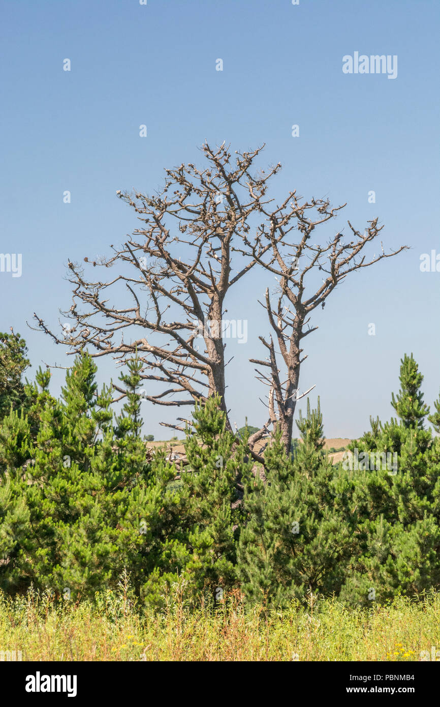 Skeleton of dead Monterey Pine / Pinus radiatia set against skyline. In ...