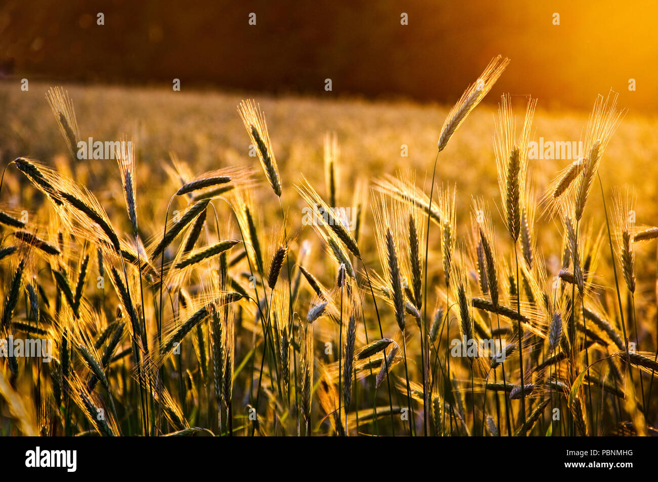 wheat field in the sun Stock Photo - Alamy