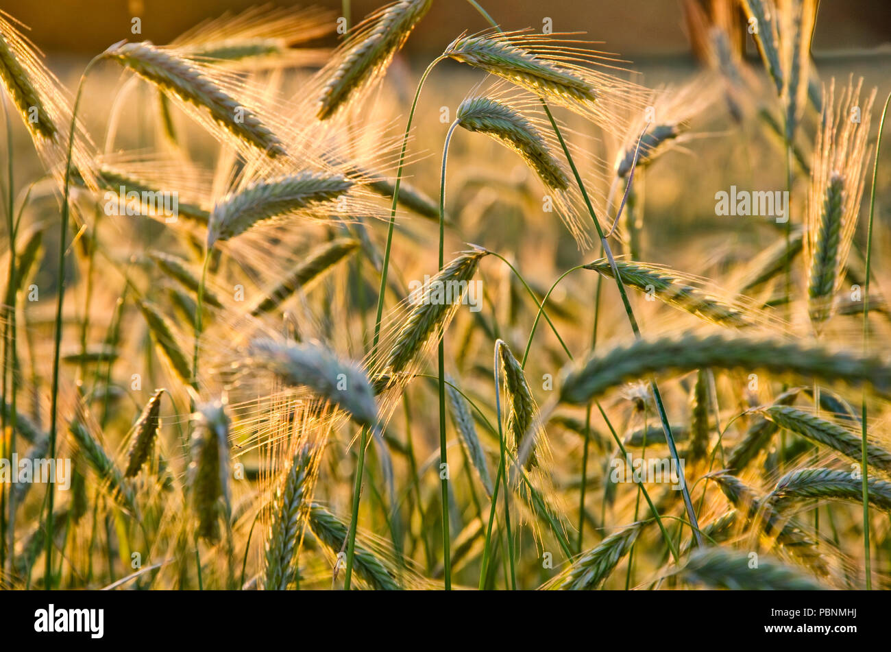 wheat field in the sun Stock Photo - Alamy