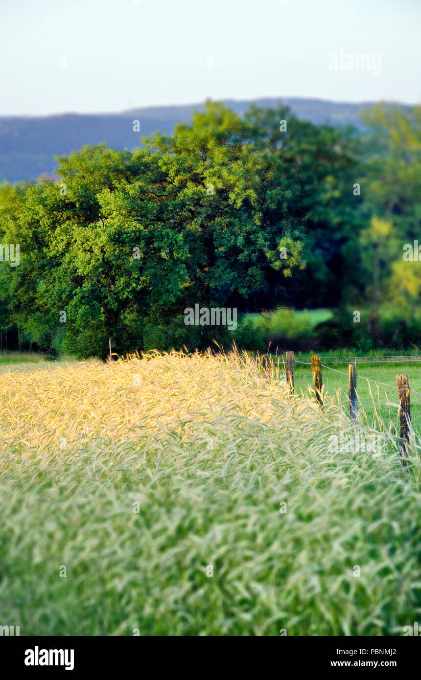 wheat field and trees Stock Photo - Alamy