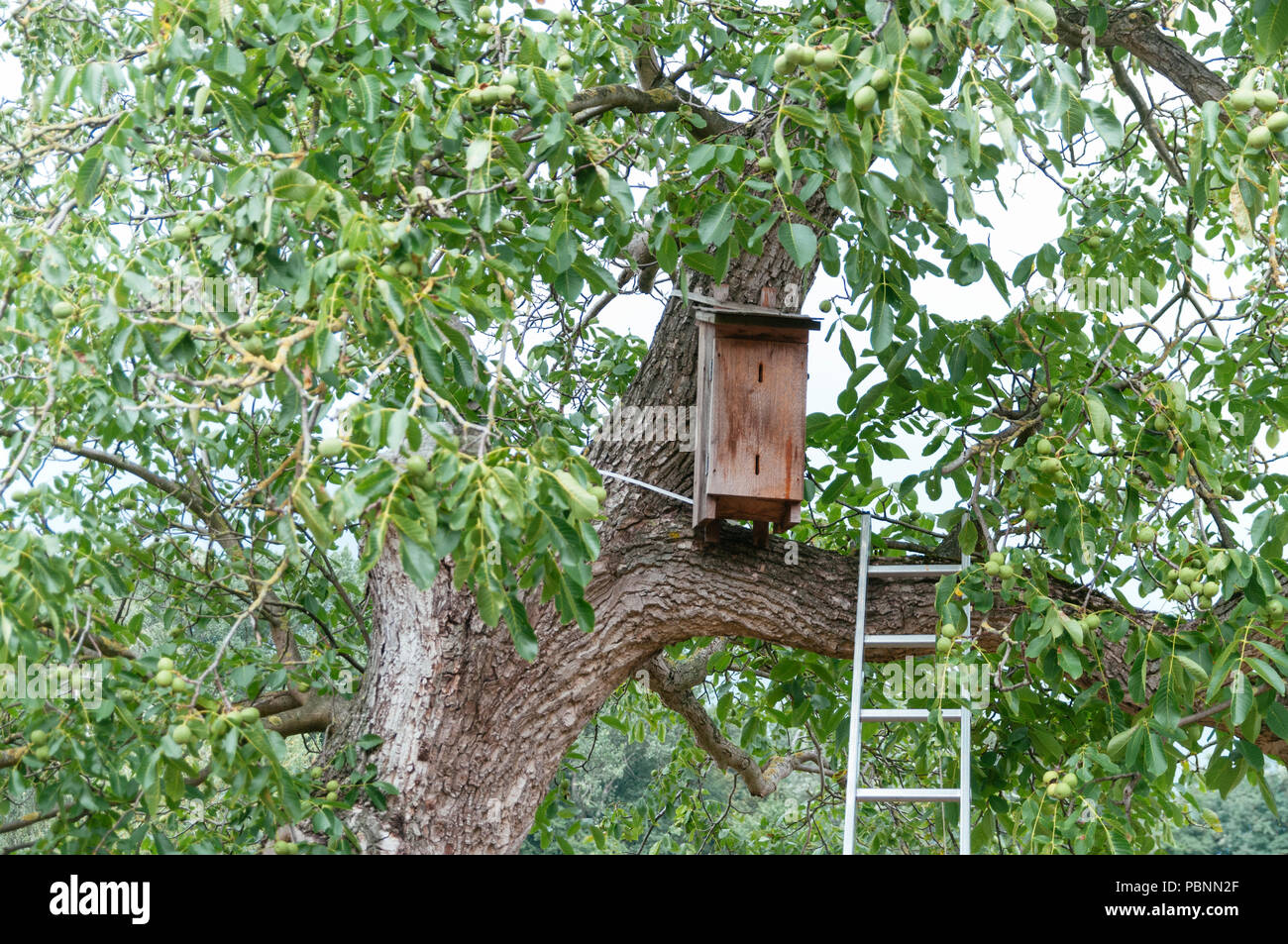 Walnut insects hi-res stock photography and images - Alamy