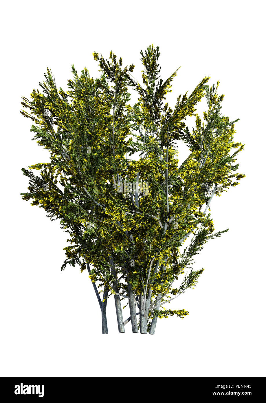 3D rendering of a creosote bush or Larrea tridentata or greasewood or ...