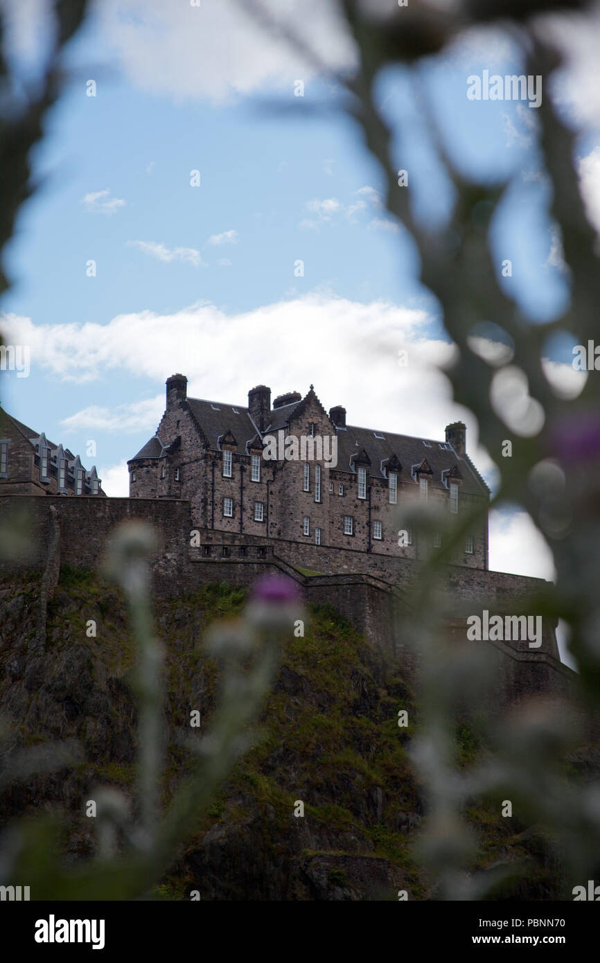 Thistles scotland hi-res stock photography and images - Alamy