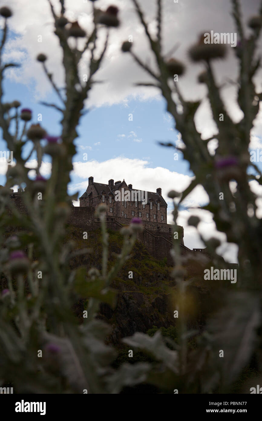 Thistles scotland hi-res stock photography and images - Alamy