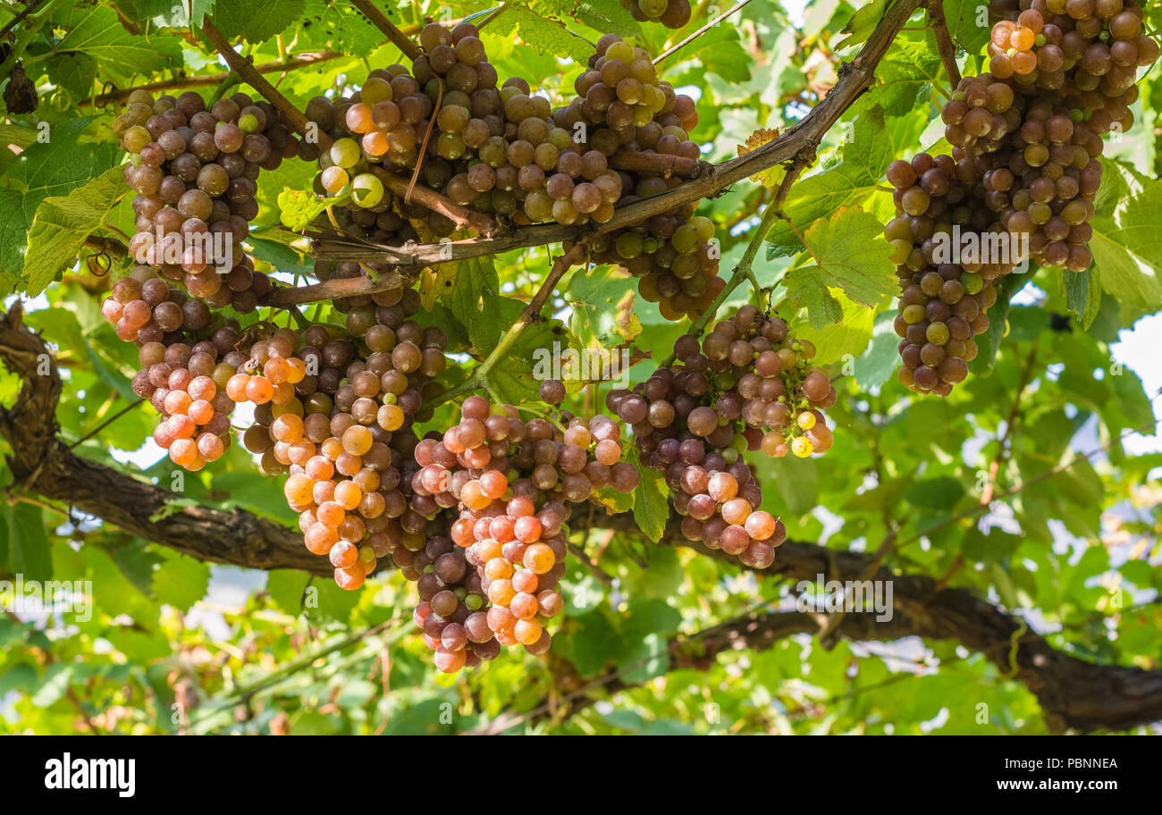 Gewurztraminer grapes hi-res stock photography and images - Alamy