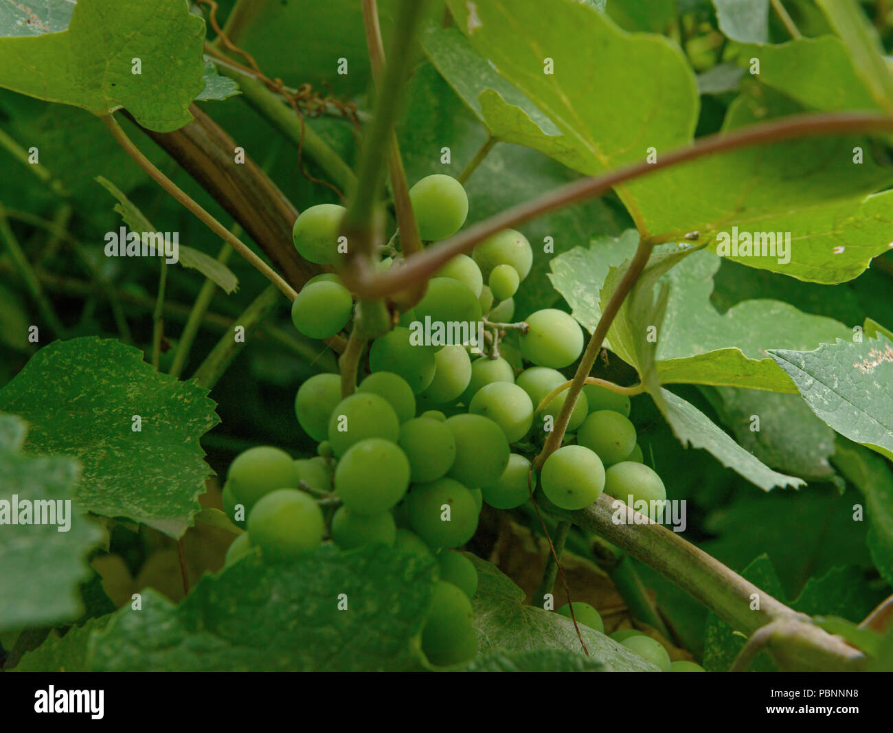 Close-up growing cluster of grapes are in green shadow under lush ...