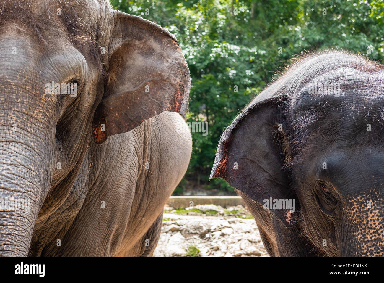 old and yong elephants head close up Stock Photo - Alamy