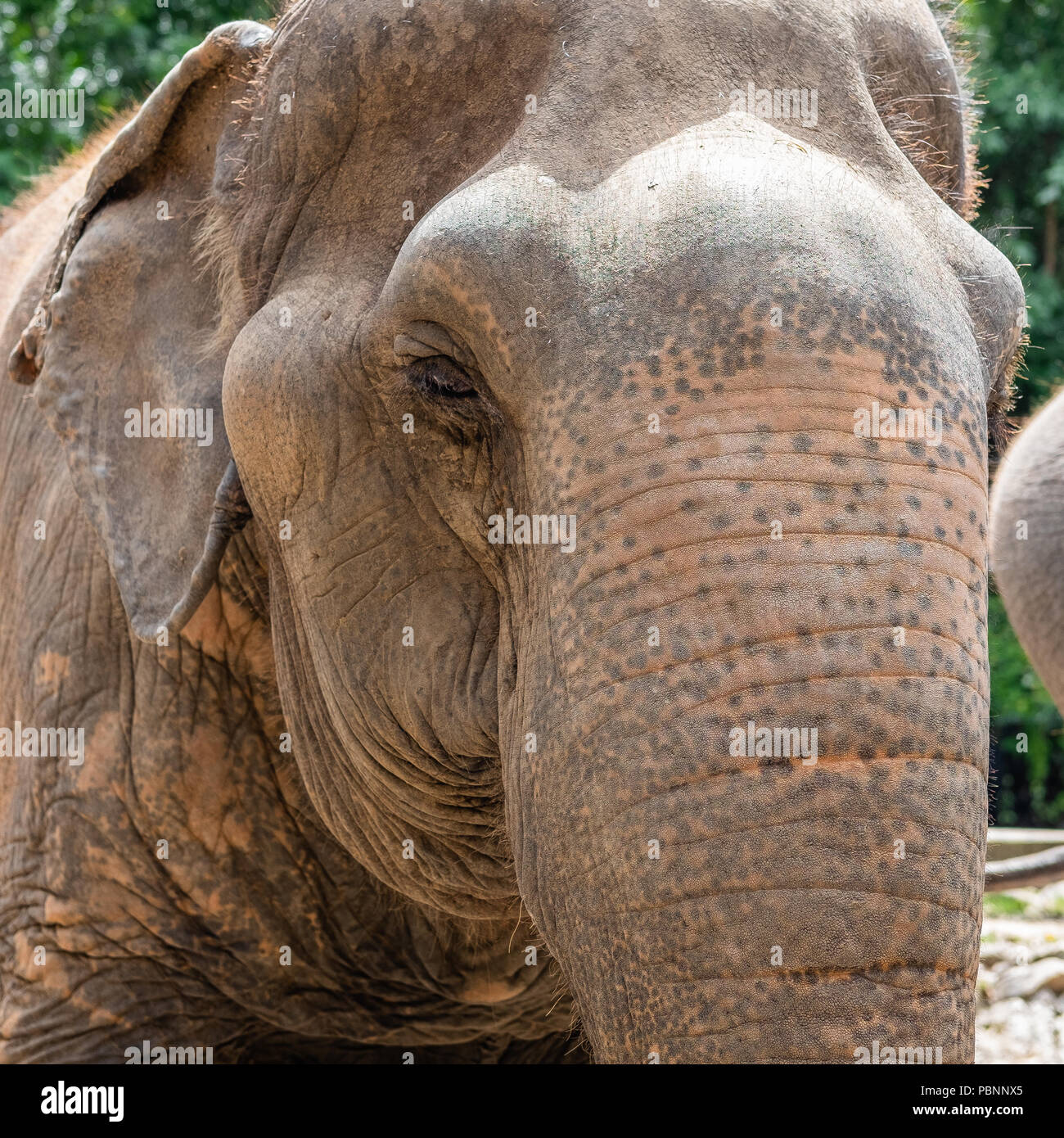 elephant trunk skin Stock Photo - Alamy