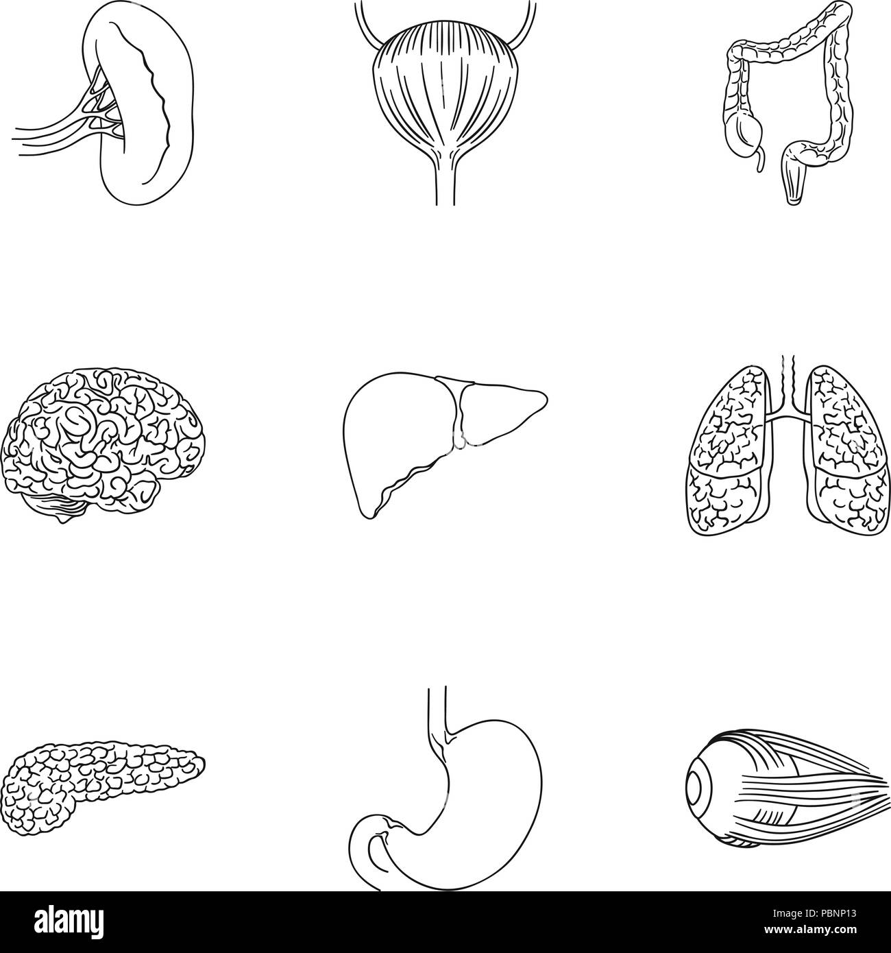 Human organs set icons in outline design. Big collection of human ...