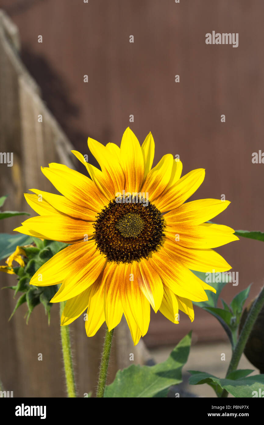 Helios flower hi-res stock photography and images - Alamy