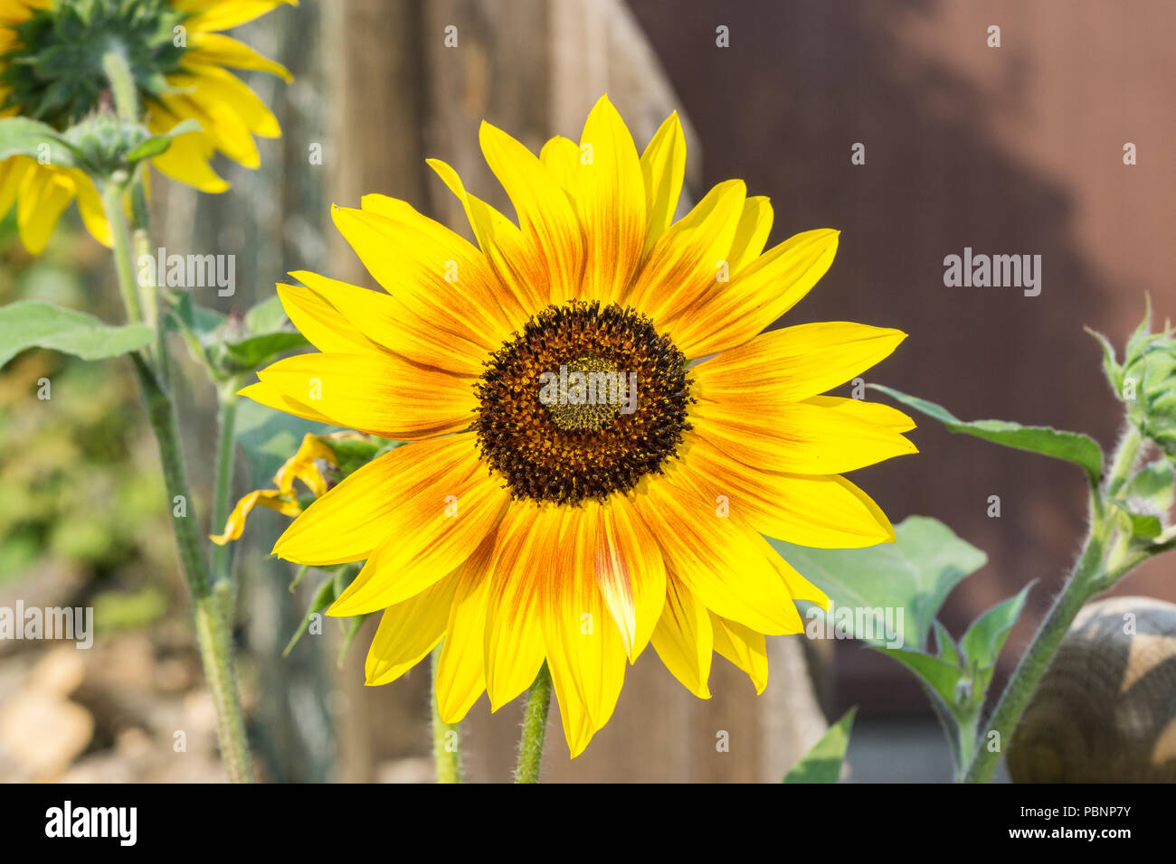 Helios flower hi-res stock photography and images - Alamy