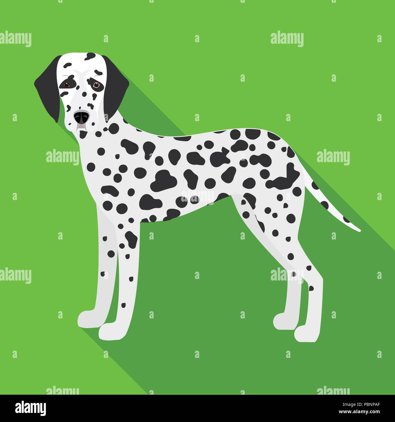 Dalmatian, single icon in flat style.Dalmatian vector symbol stock ...