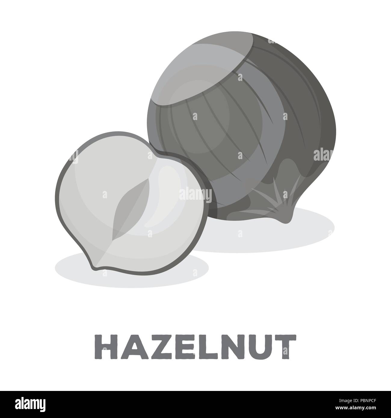 Hazelnuts in shell.Different kinds of nuts single icon in monochrome ...