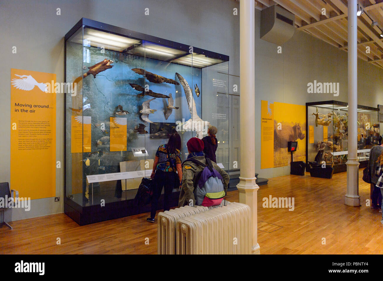 EDINBURGH, SCOTLAND - JULY 17, 2016: Animal area of the National Museum ...