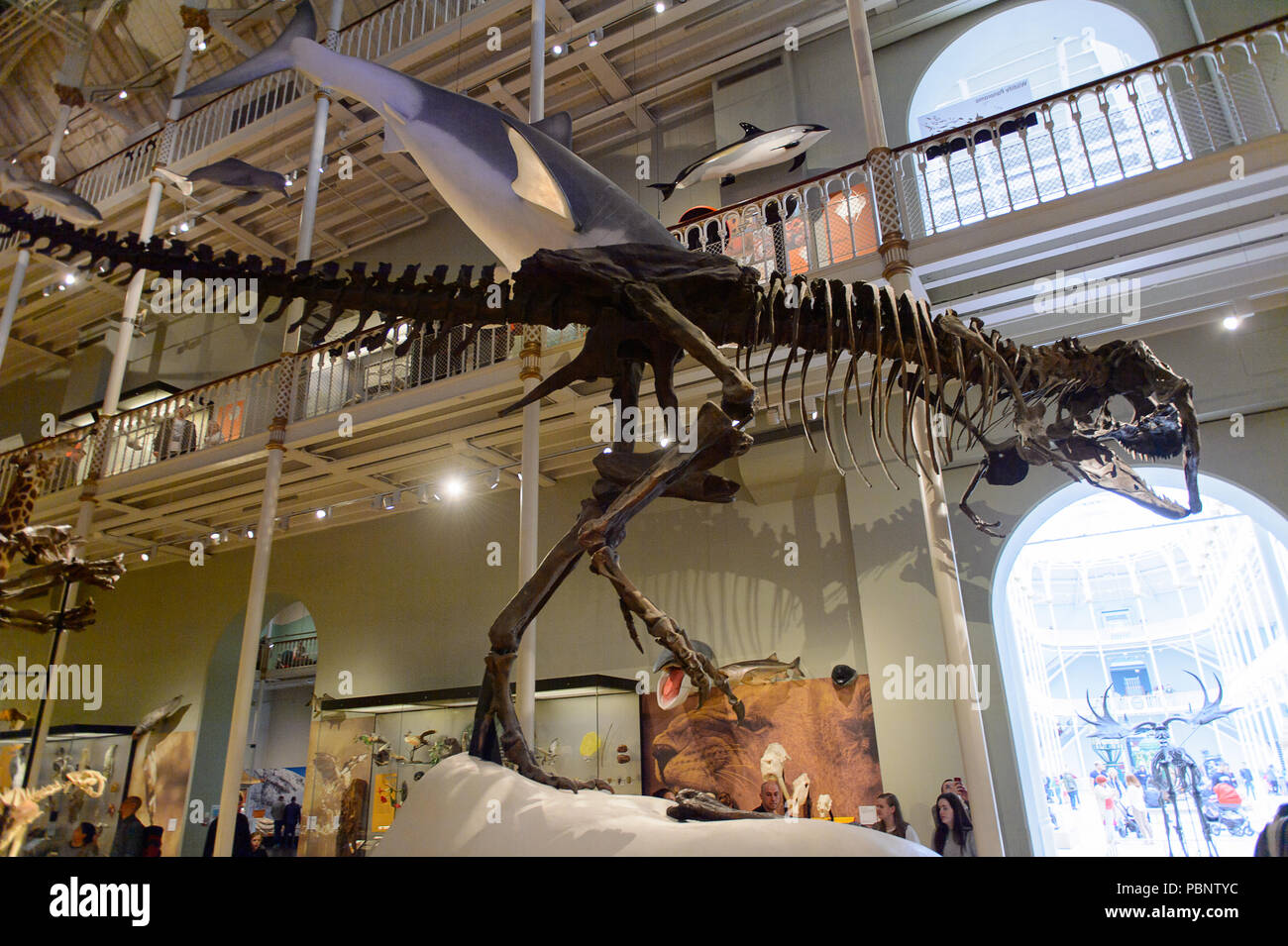 National museum of scotland t rex hi-res stock photography and images ...