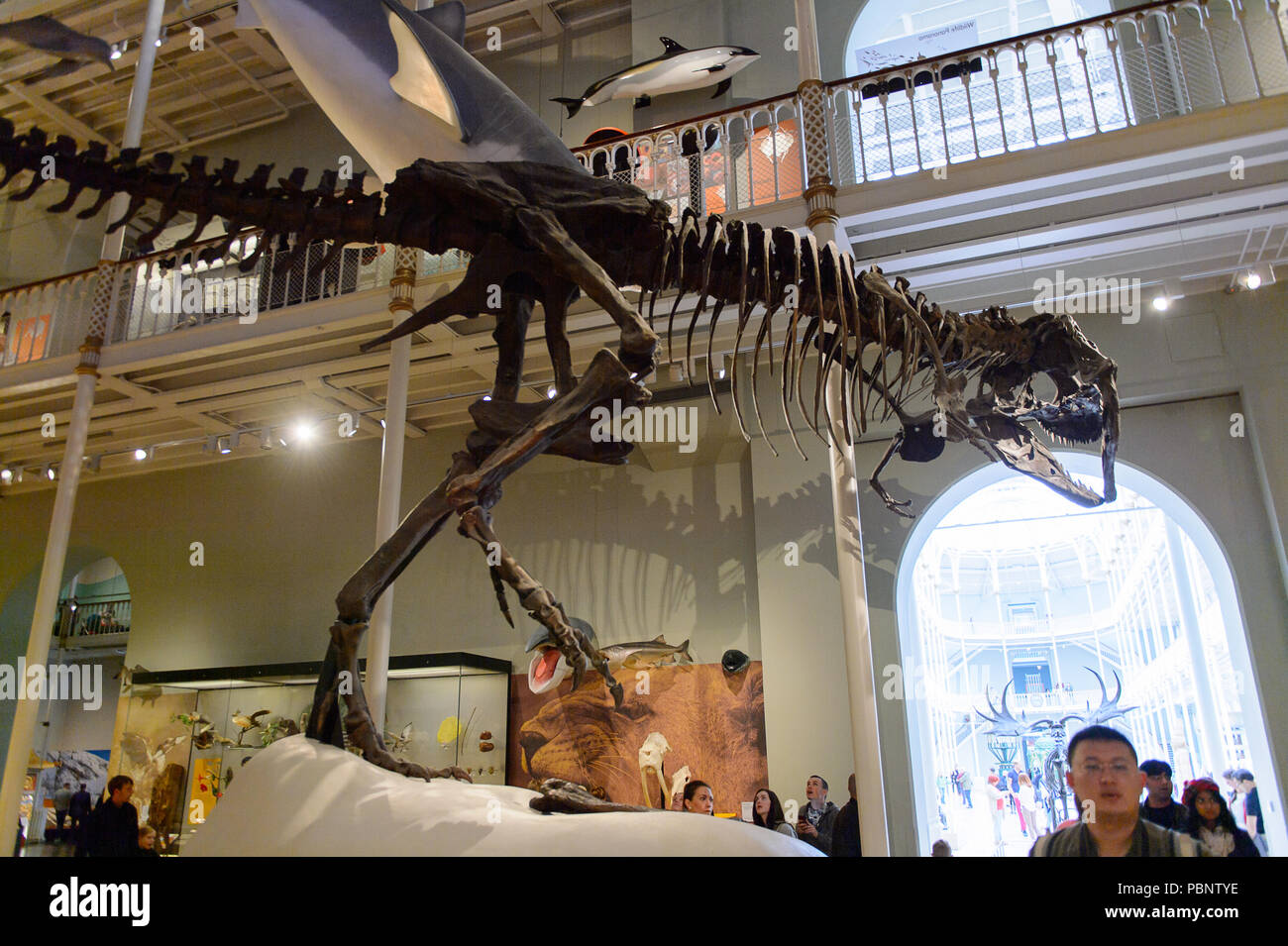 Edinburgh museum of scotland dinosaur hi-res stock photography and ...