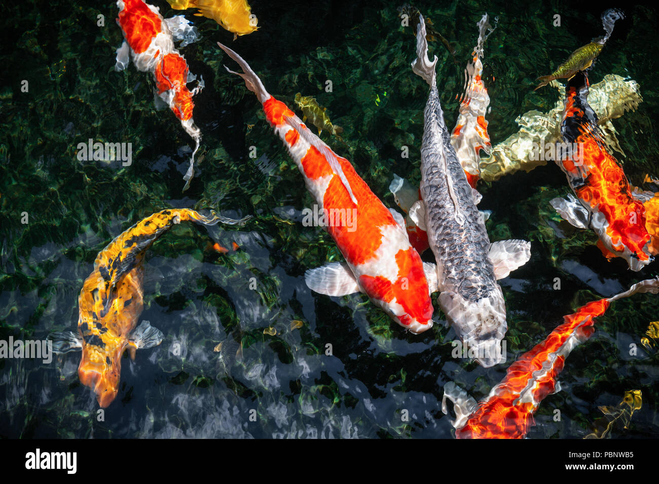 Top view fishes swimming in hi-res stock photography and images - Alamy