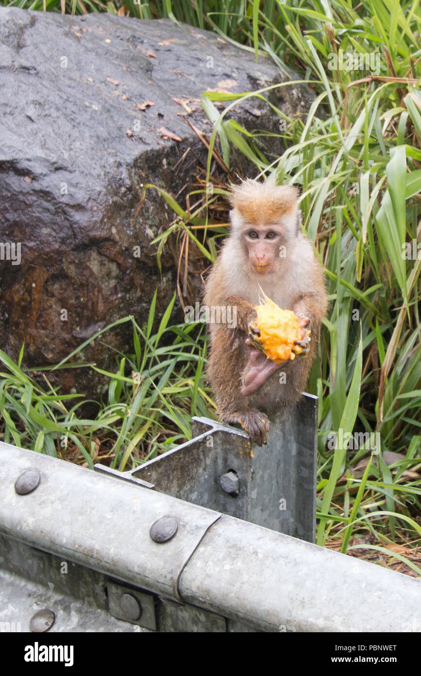 Monkey eating mango fruit hi-res stock photography and images - Alamy