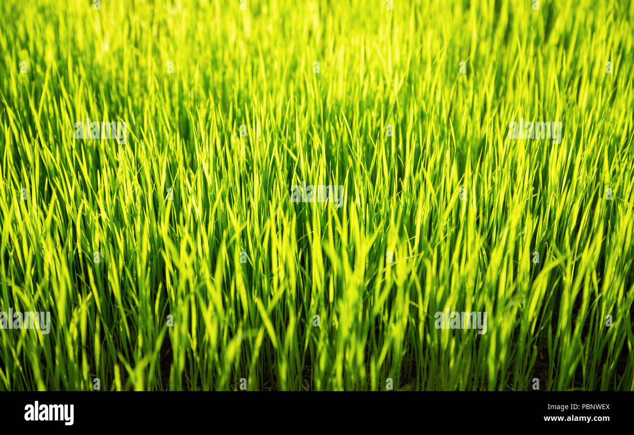 Close focus scene on fresh green rice tree touching warm sunlight ...