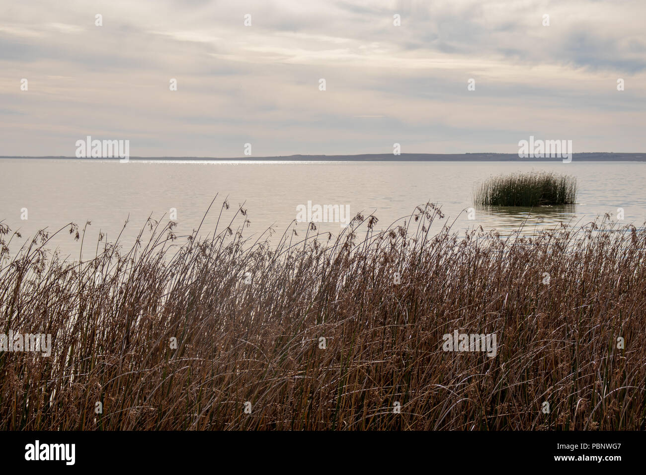 Water through the reeds Stock Photo - Alamy