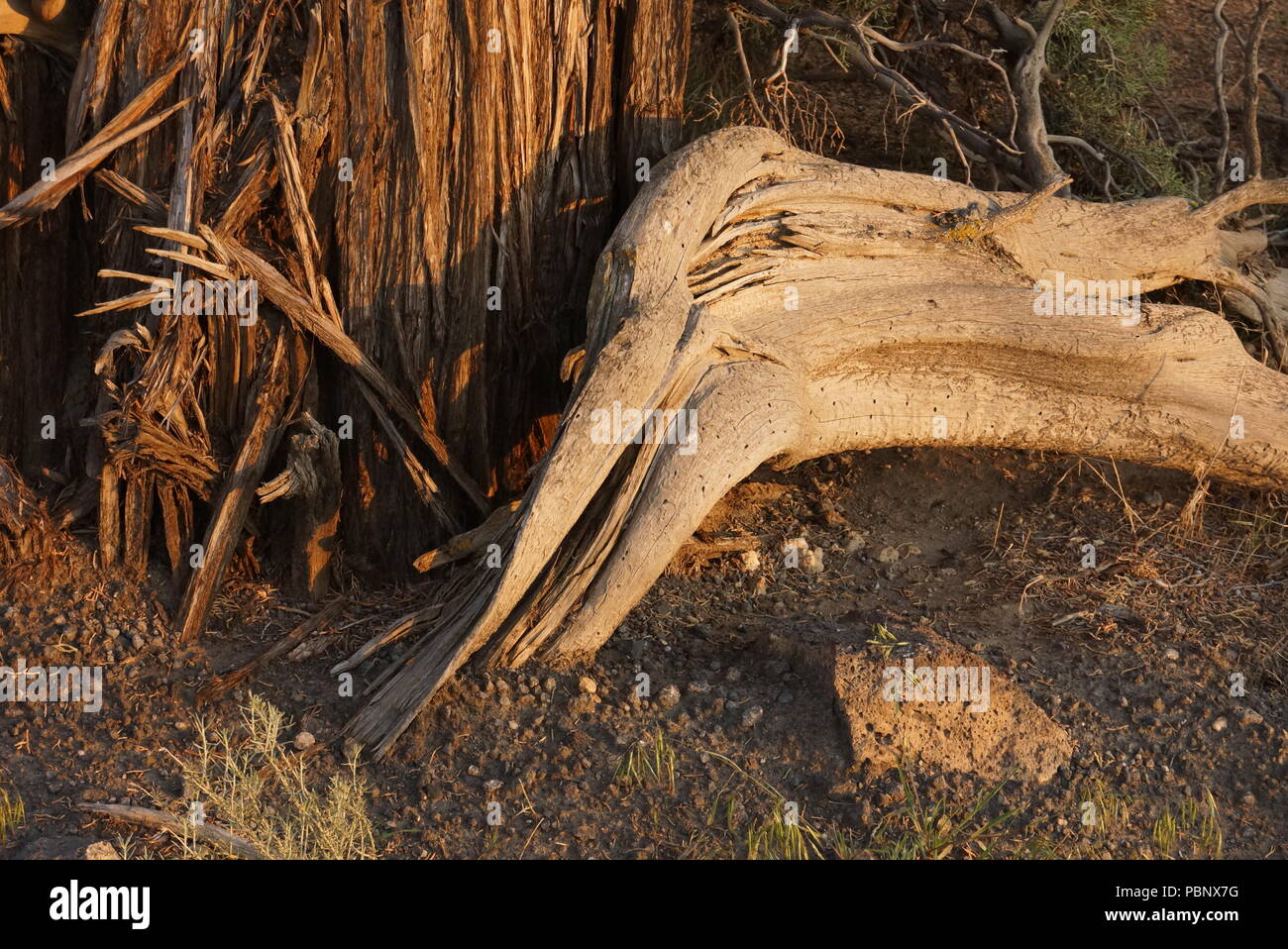 Western juniper oregon hi-res stock photography and images - Alamy